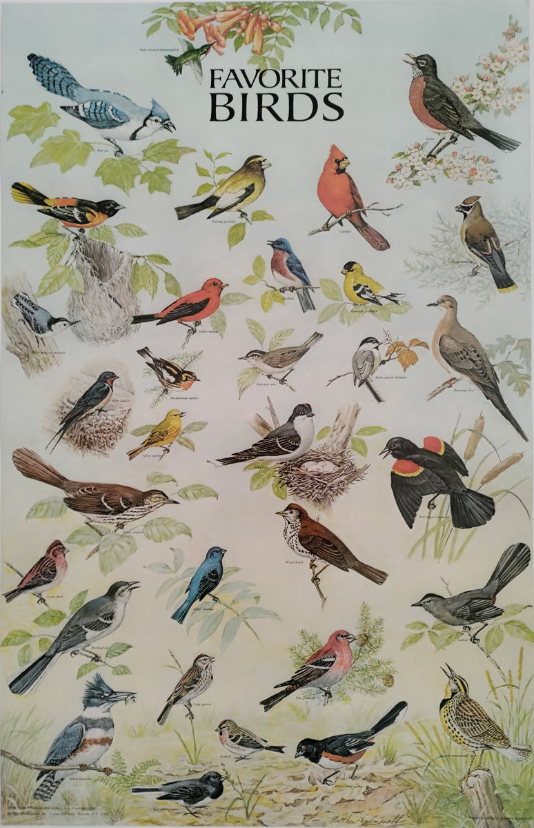 80's Favorite Birds -poster – Life Art Oy